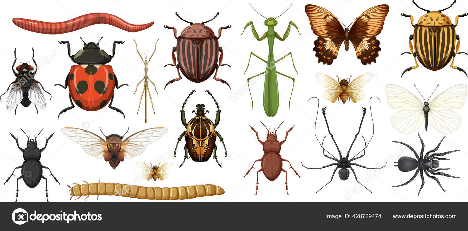 Different Insects Collection Isolated White Background Illustration ...