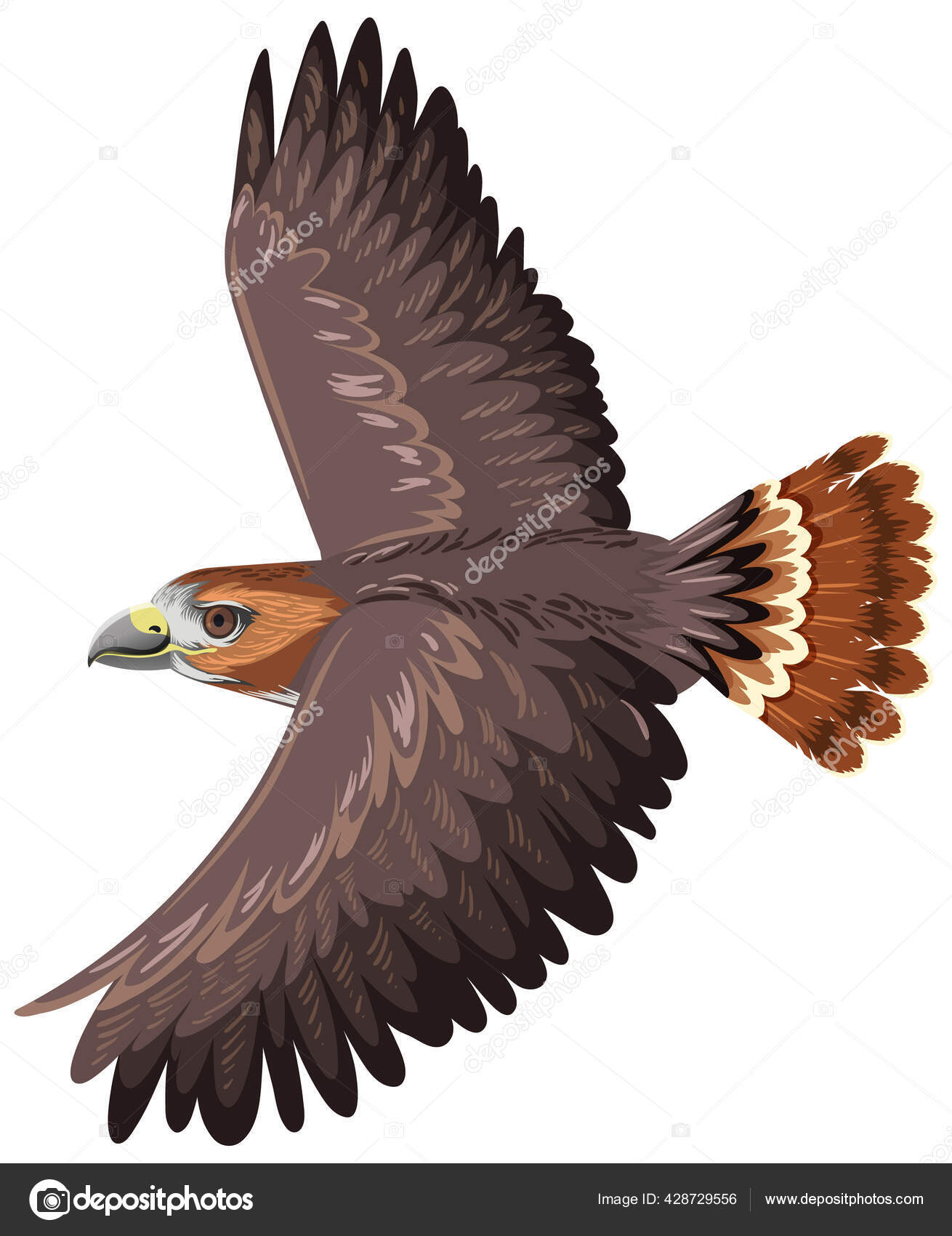 Red Tail Hawk Isolated White Background Illustration Stock Vector by ...