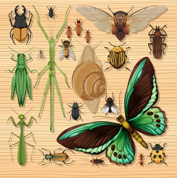 Set Different Insects Transparent Background Illustration Stock Vector ...