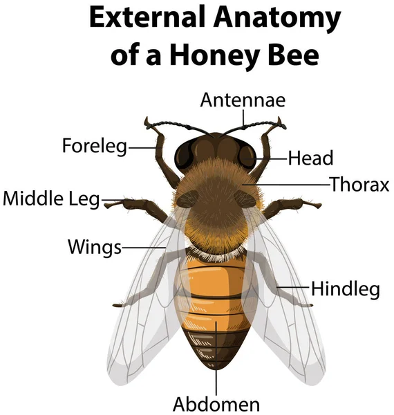 100,000 Honey bee anatomy Vector Images | Depositphotos