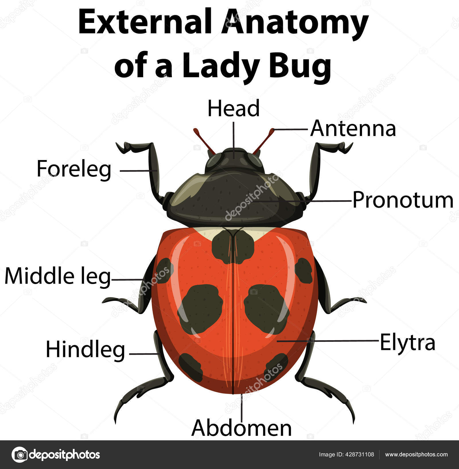 External Anatomy Lady Bug White Background Illustration Stock Vector ...