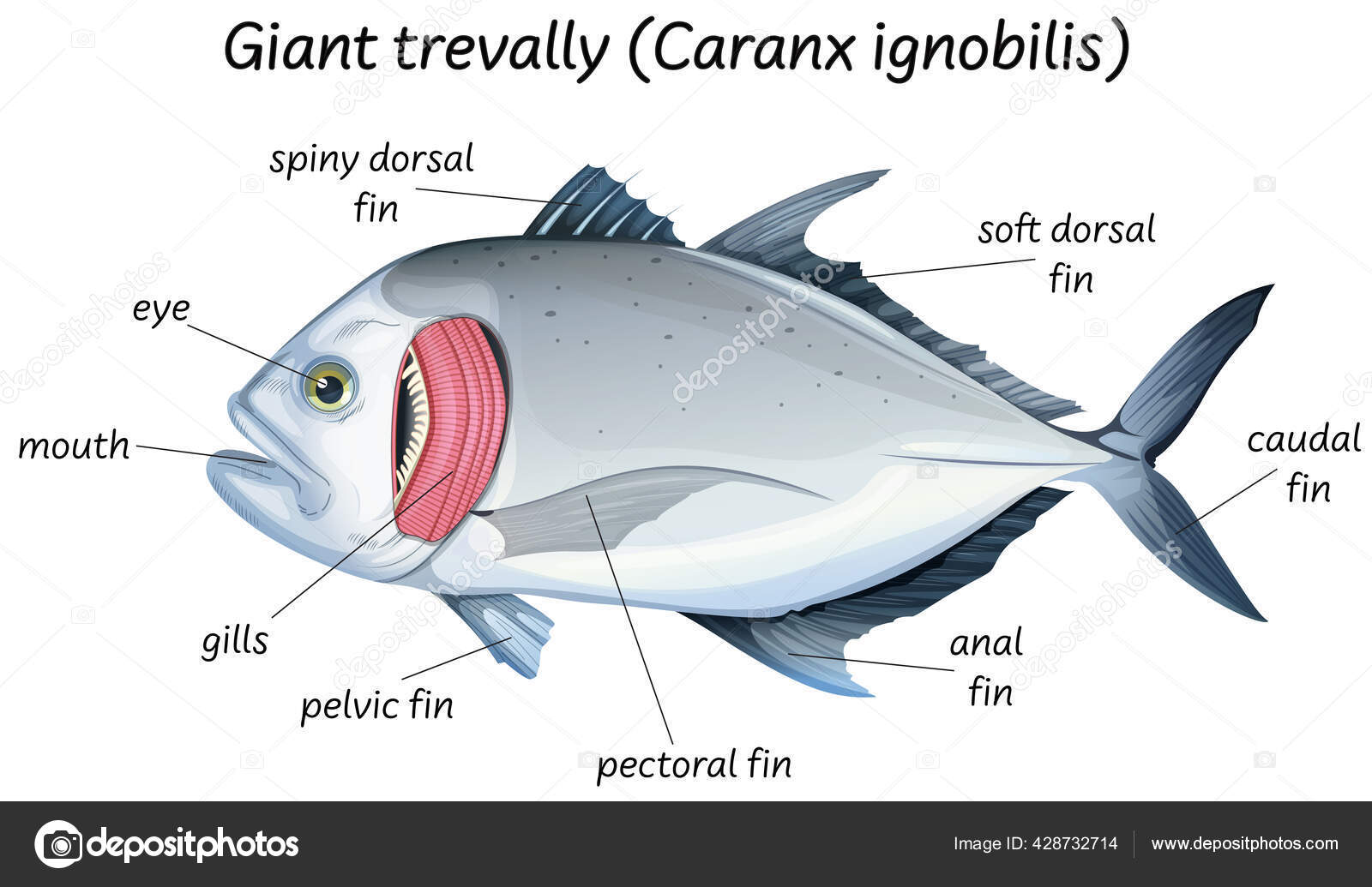 Science Internal Anatomy Fish Illustration Stock Vector Image by ...