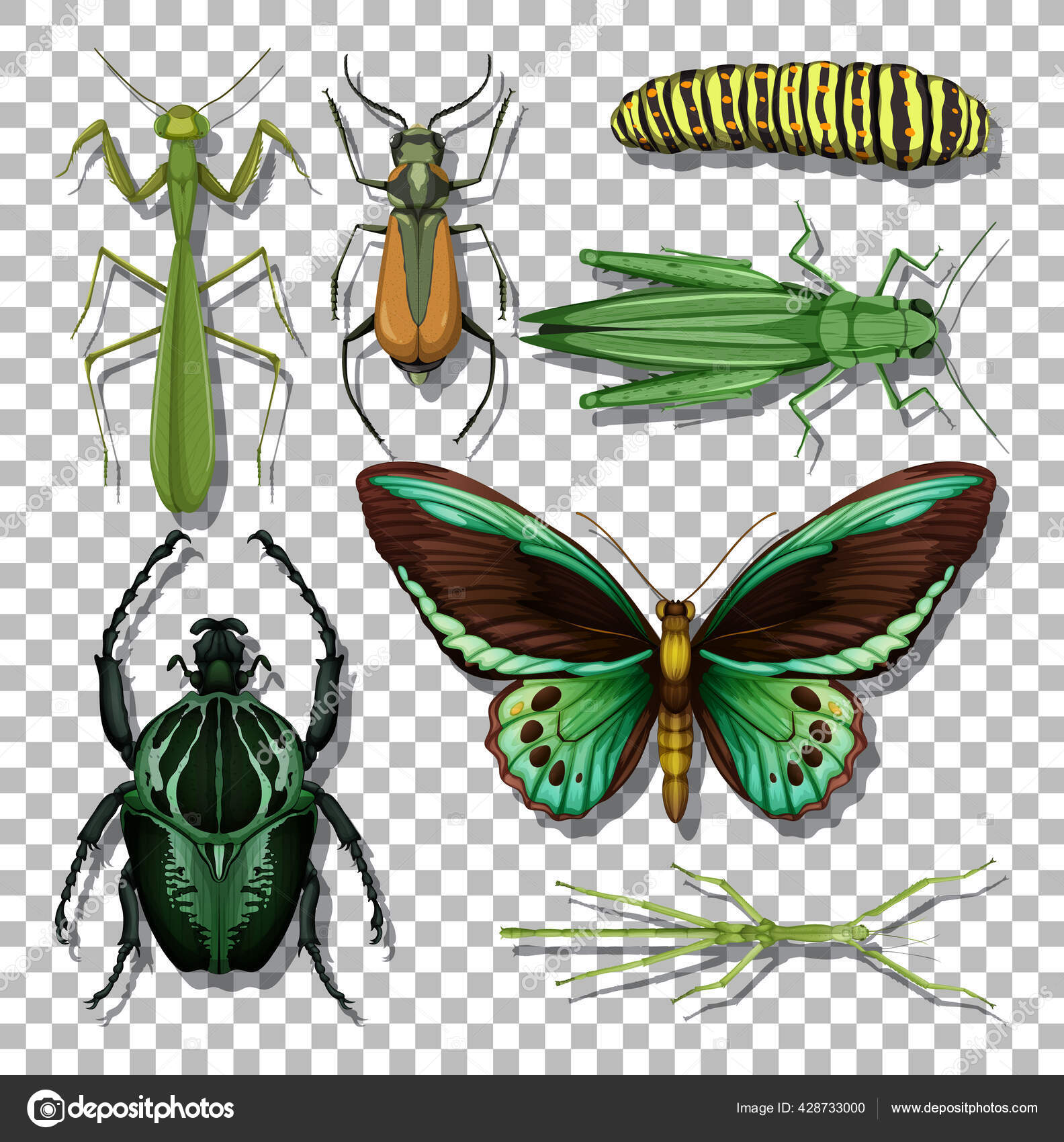 Conjunto Diferentes Insectos Sobre Fondo Transparente Ilustración ...