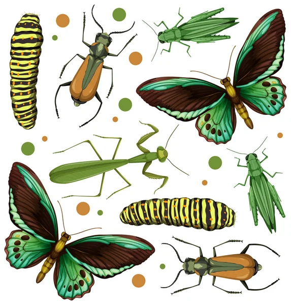 Insects on a white background Vector Art Stock Images | Depositphotos