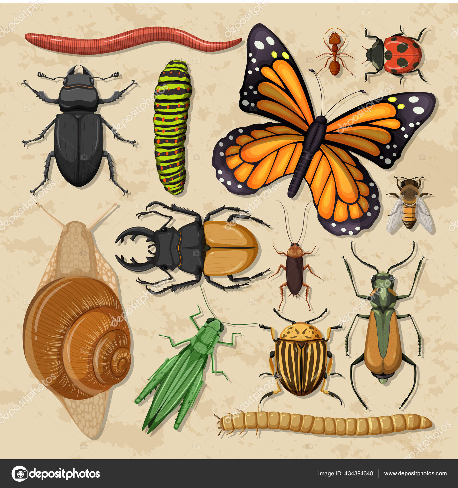 Fondos De Pantalla Fotografía De Insectos