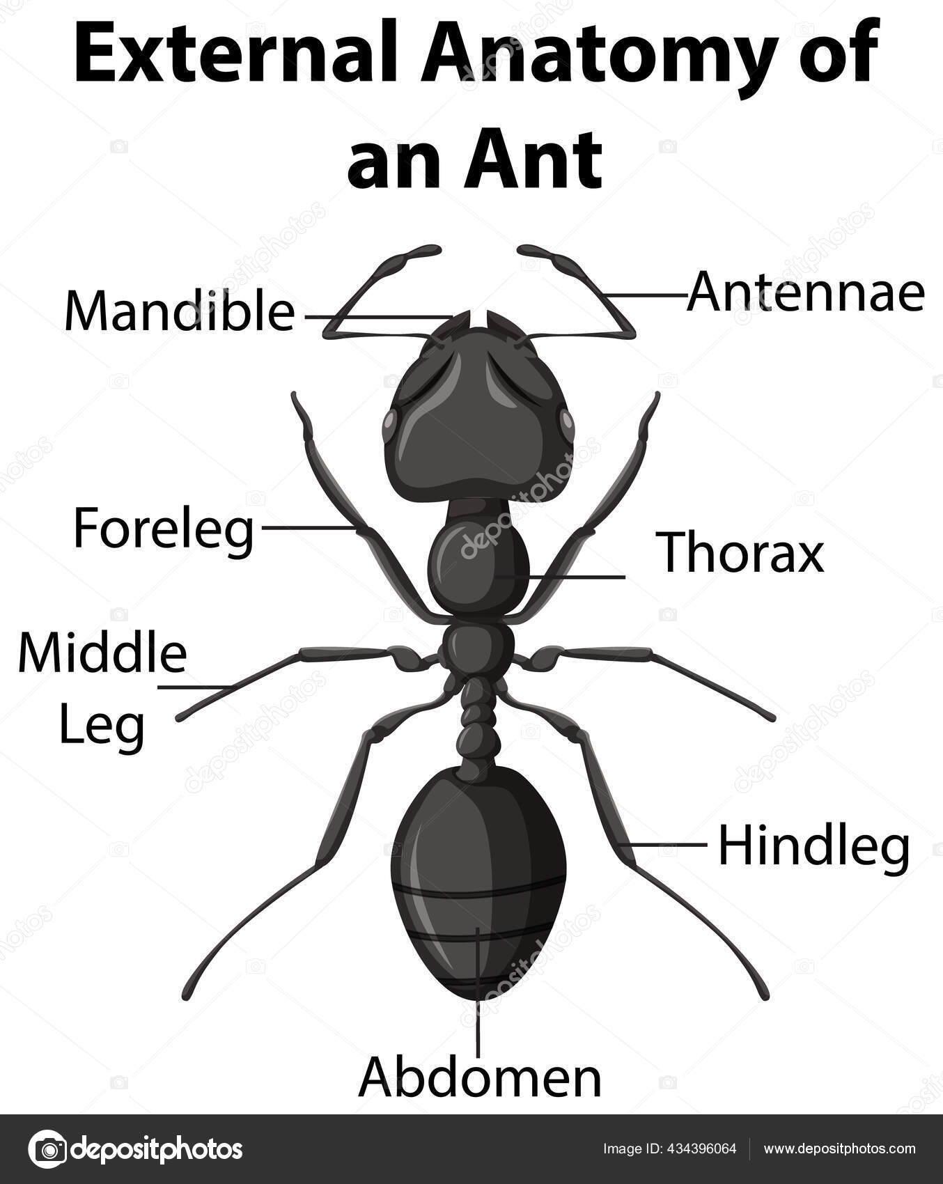Fire Ants Diagram