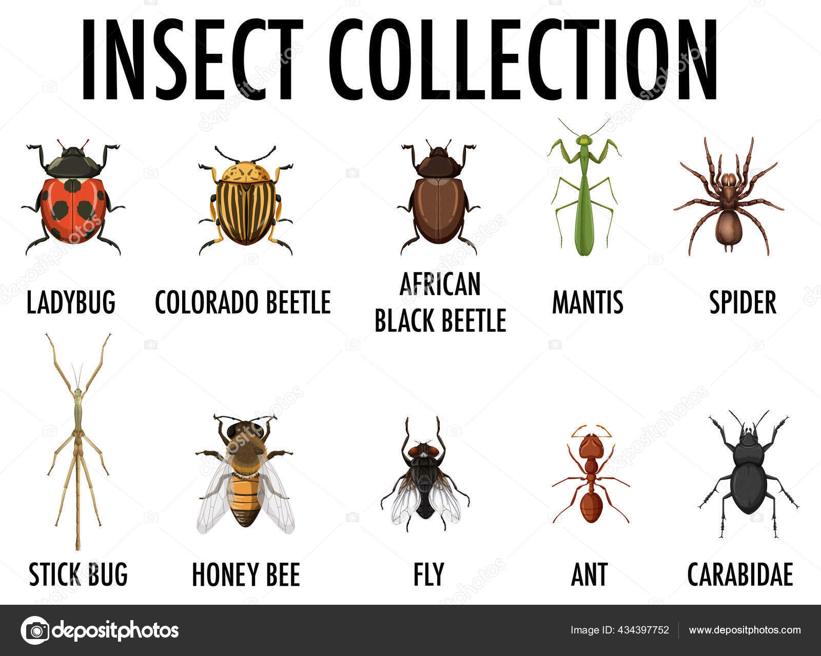 Insect Collection Isolated White Background Illustration Stock Vector ...