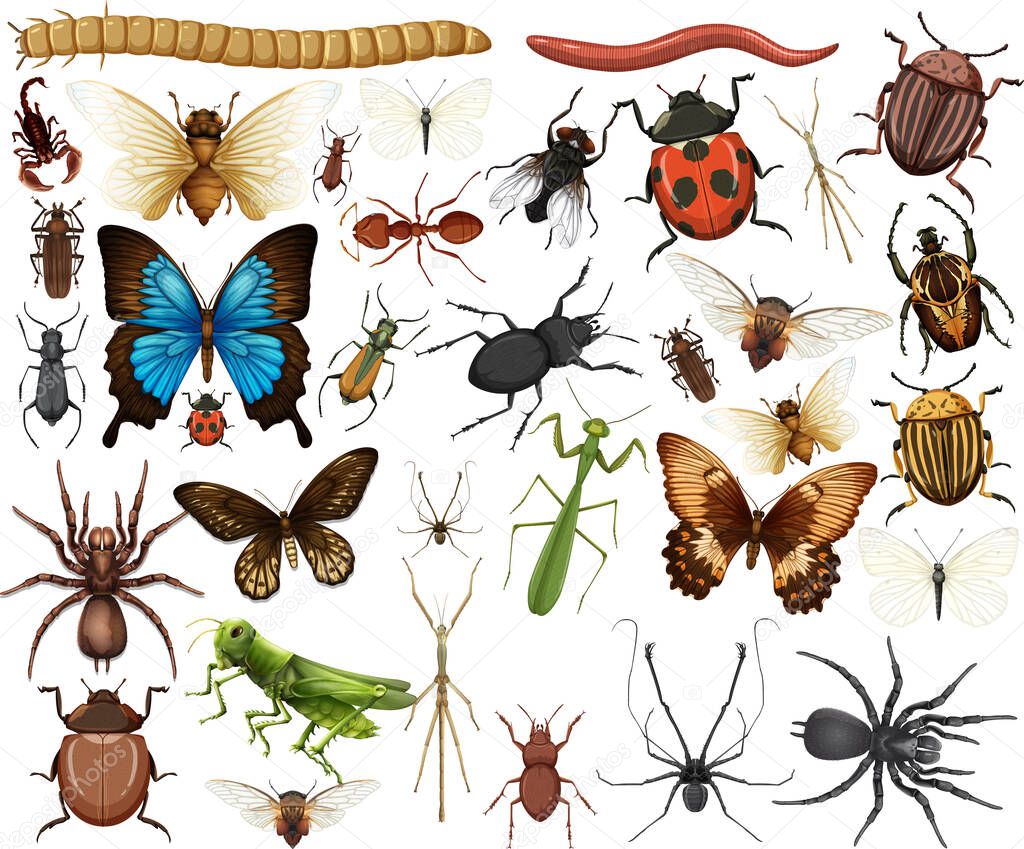 Colección de diferentes insectos aislados sobre fondo blanco ...