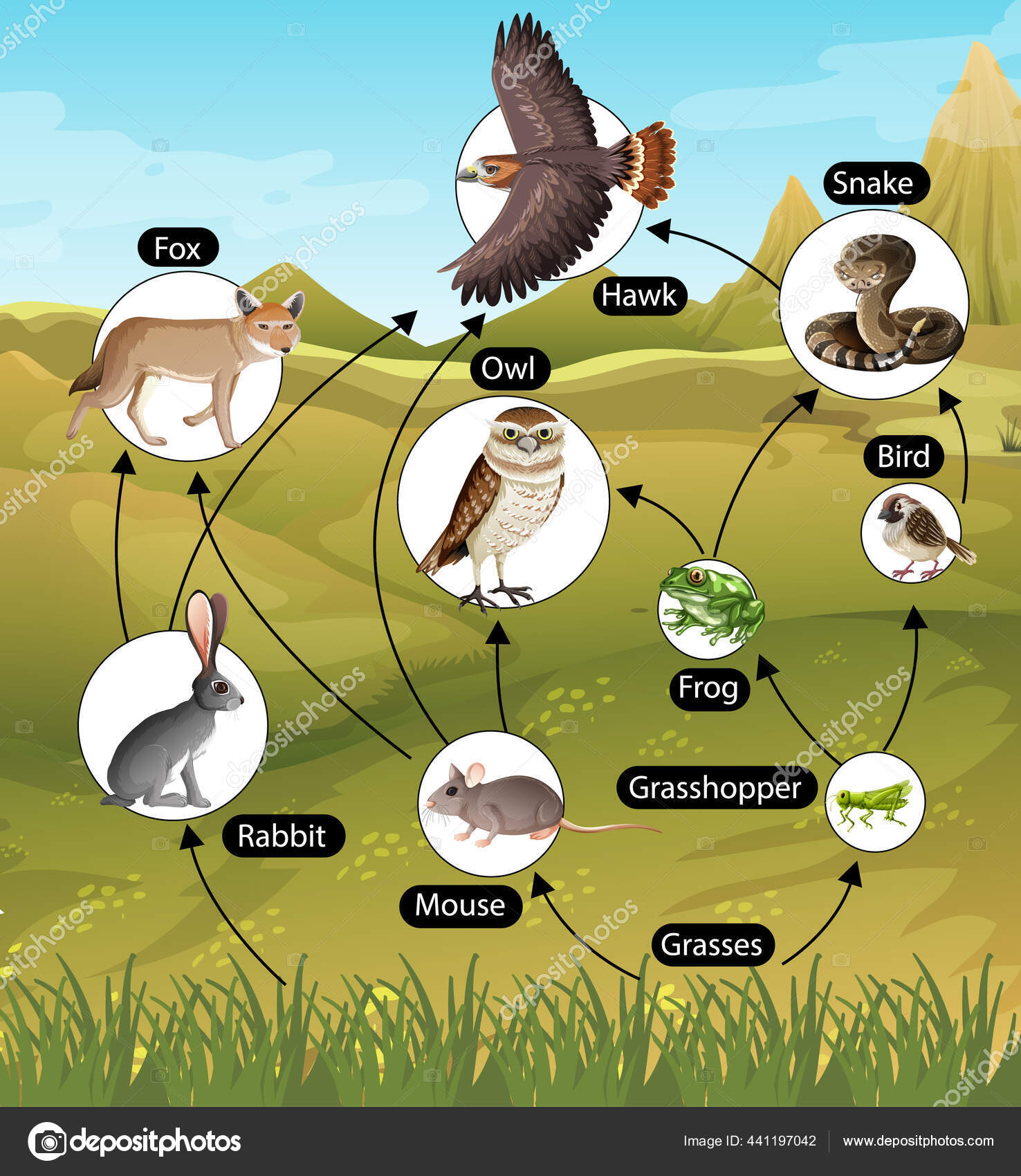 Education Affiche Biologie Pour Les Chaînes Alimentaires Illustration ...