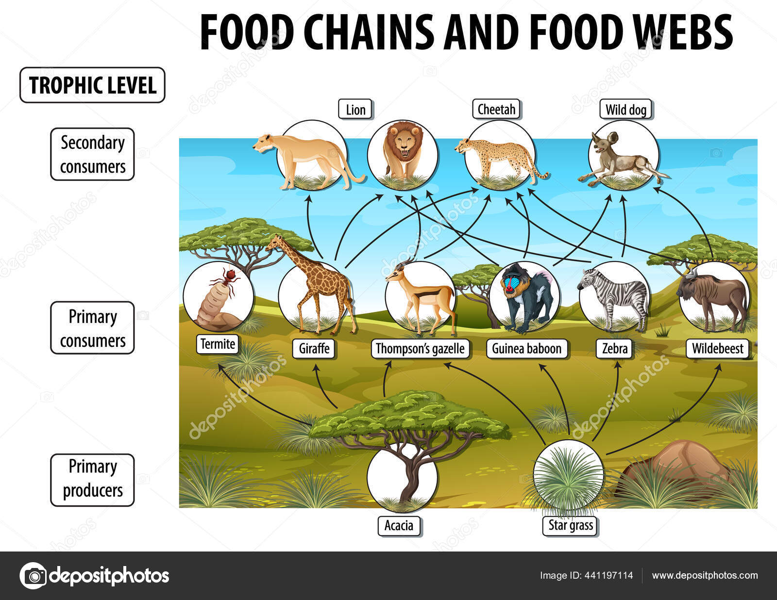 Grasslands Biome Food Web