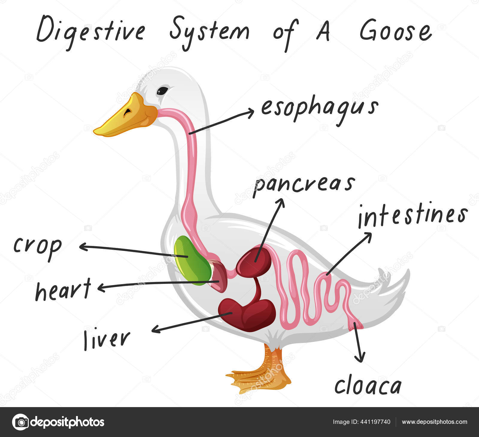 What Animals Have A Cloaca