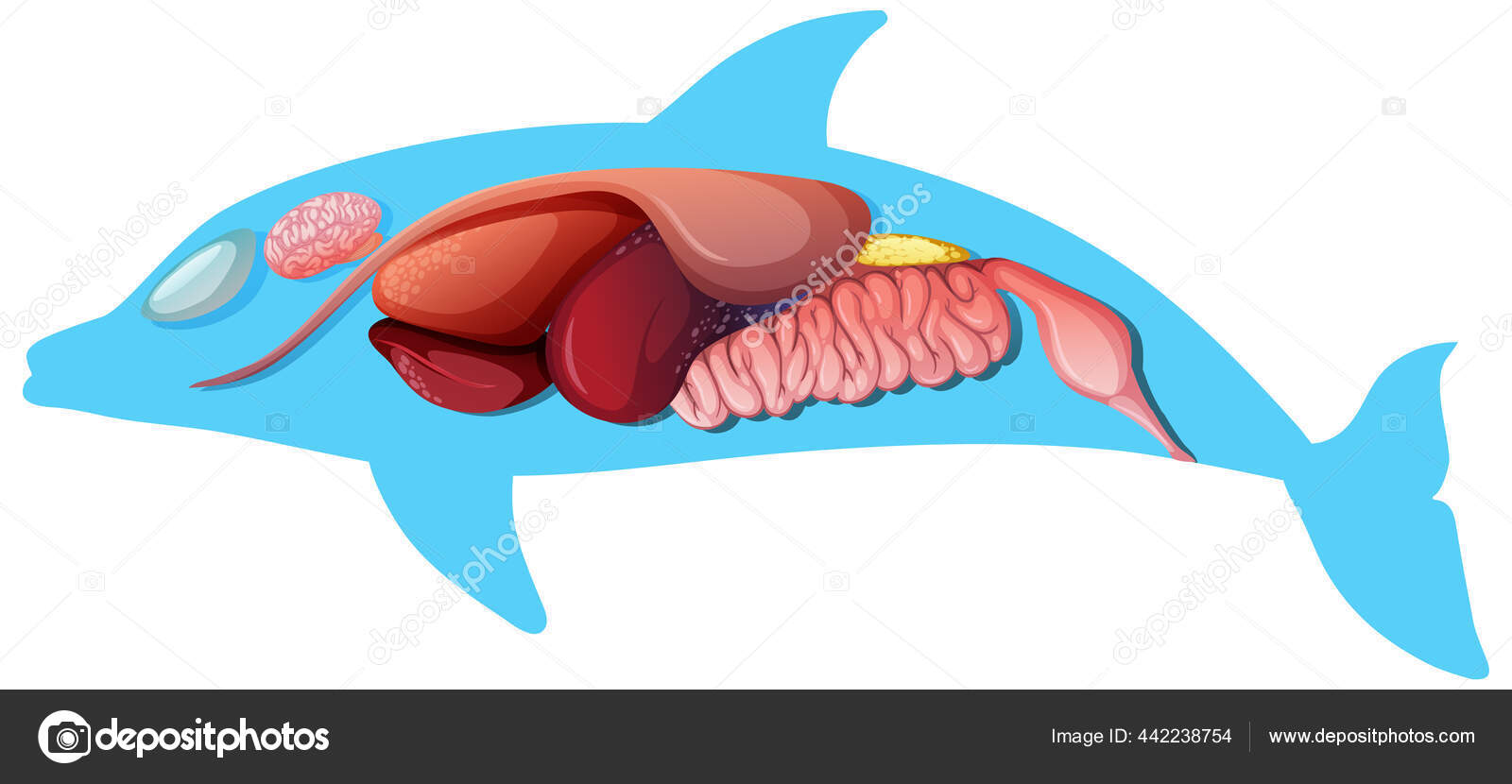 Anatomía Interna Delfín Aislada Sobre Fondo Blanco Ilustración Vector ...