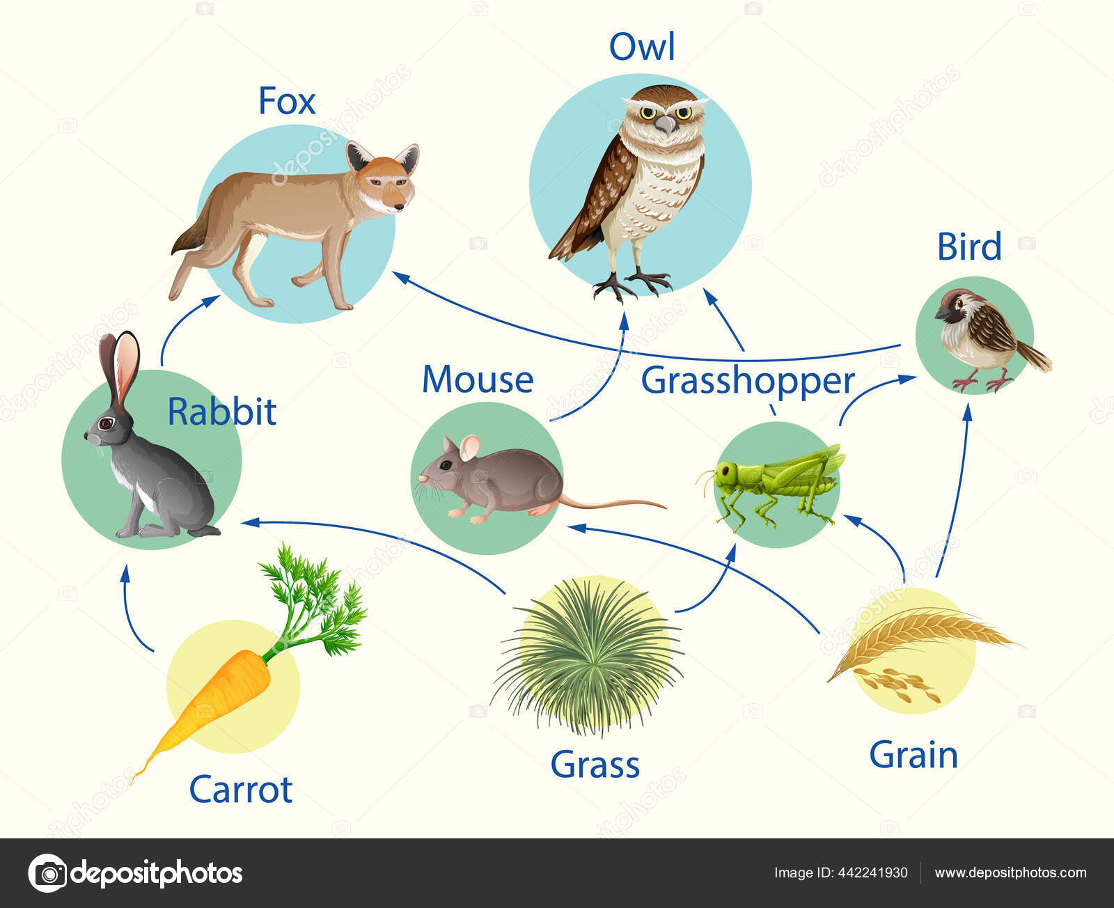 Animal Food Chain Diagram