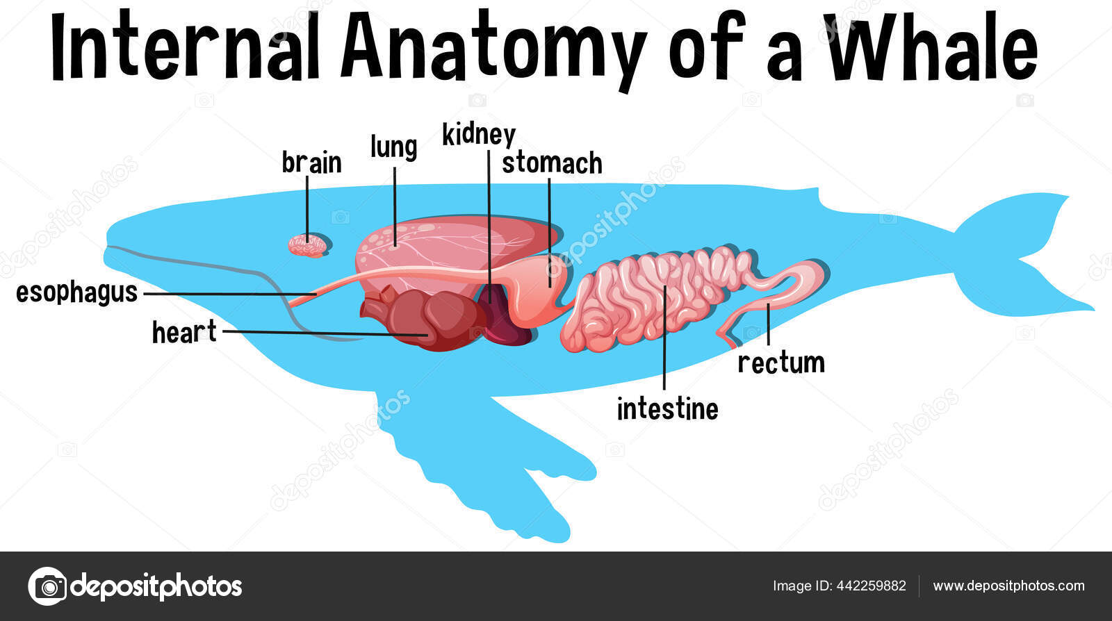 Internal Anatomy Whale Label Illustration Stock Vector by ...