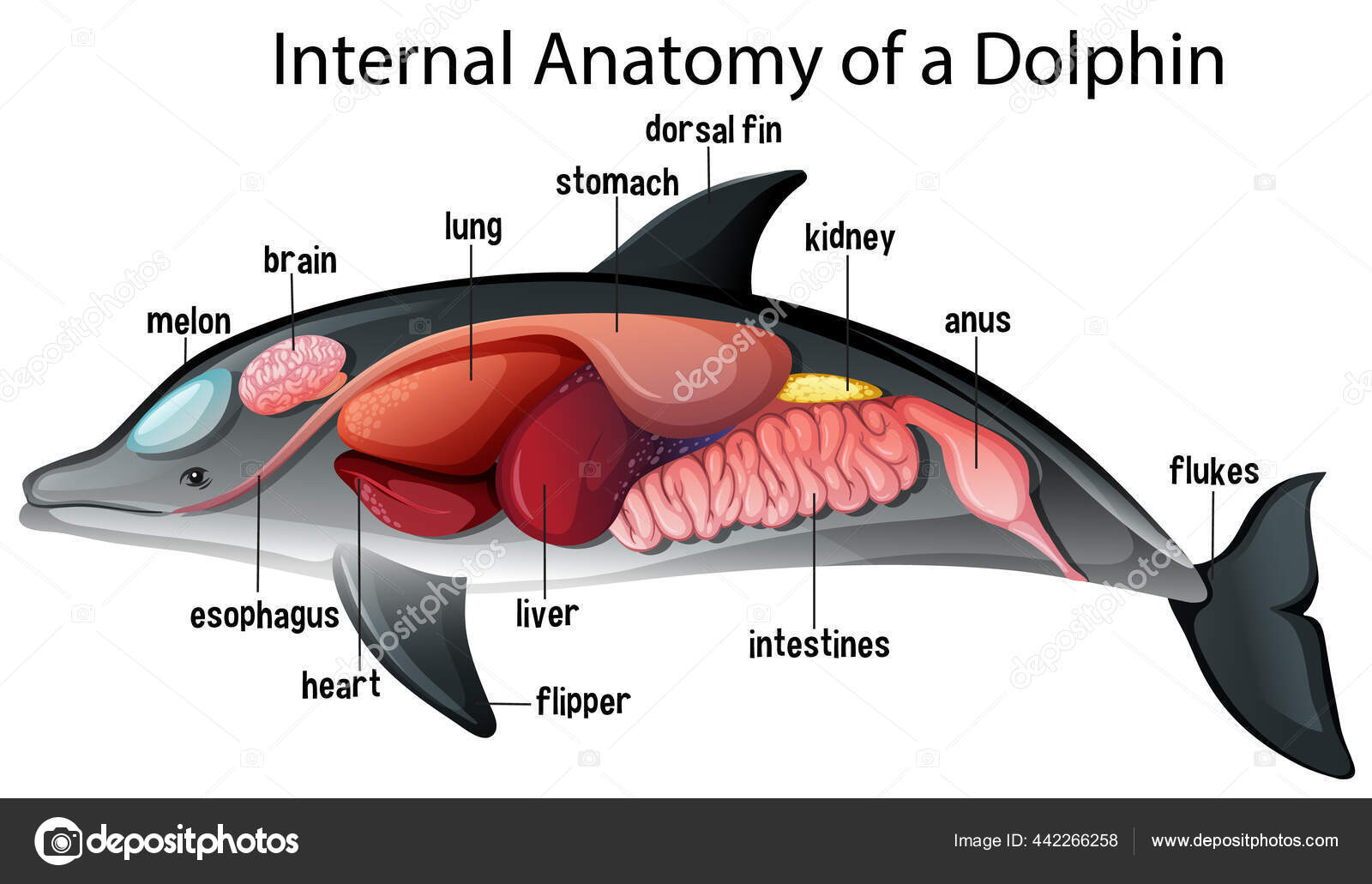Dolphin Reproductive Anatomy