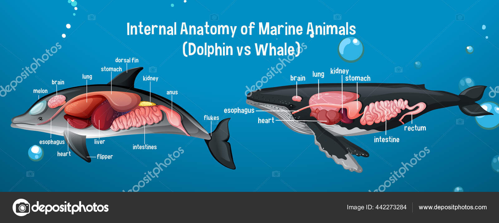 Anatomía De Una Ballena