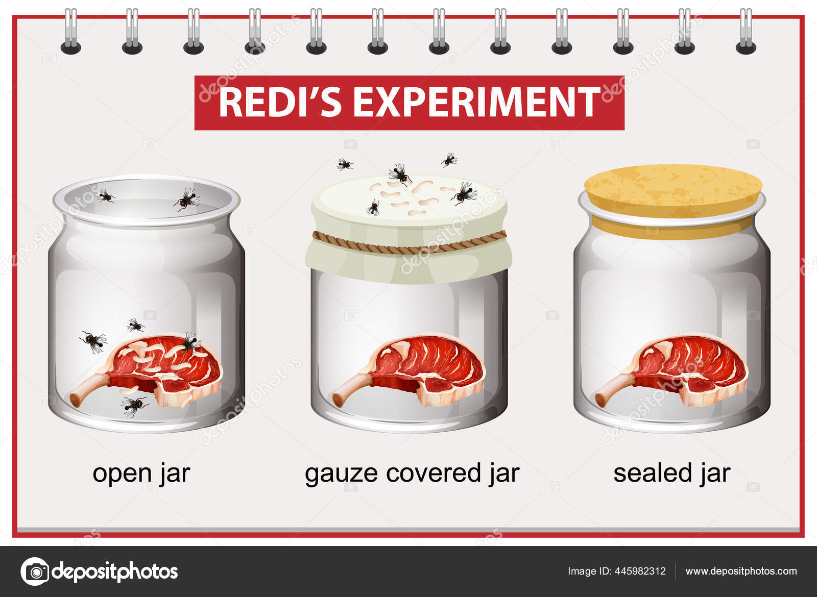 Diagrama Experiências Redi Para Ilustração Educação Vetor de ...