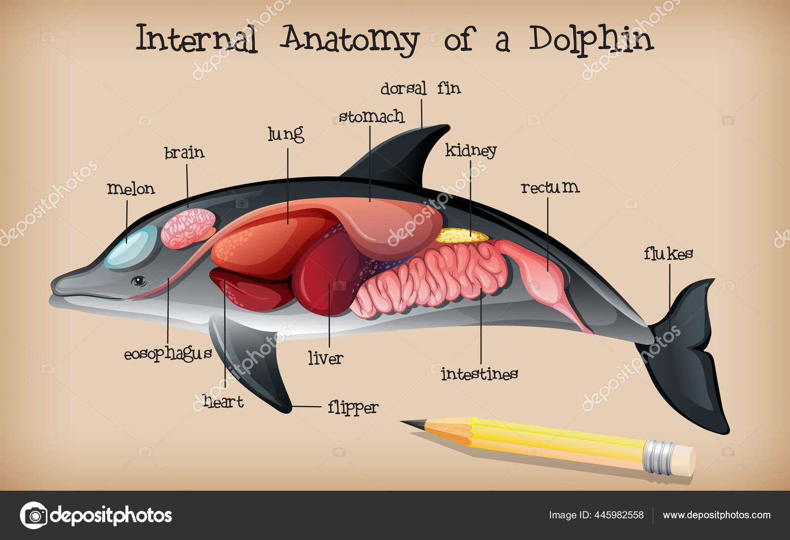 Internal Anatomy Dolphin Illustration Stock Vector Image by ...