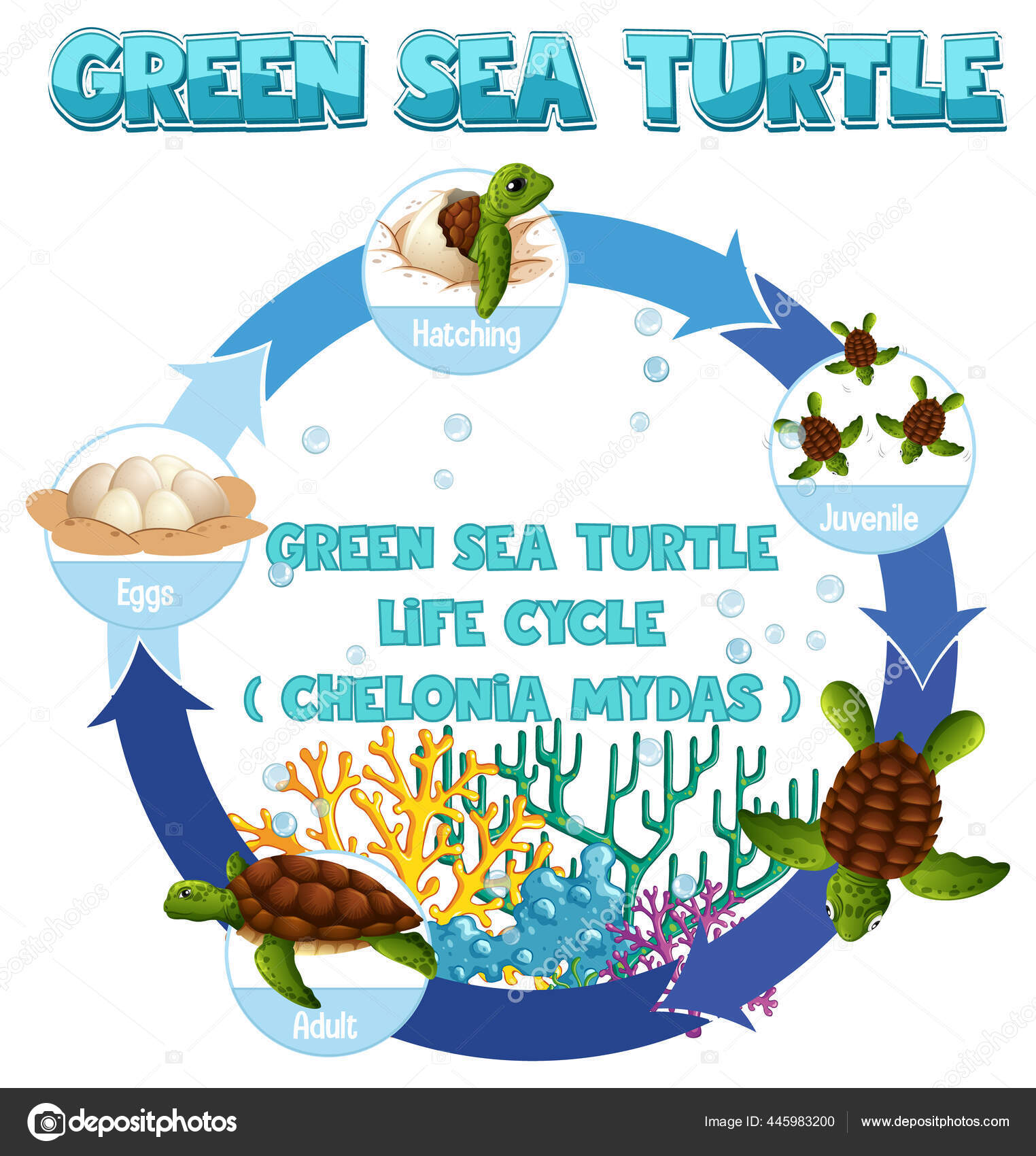 Diagram Showing Life Cycle Turtle Illustration Stock Vector Image by ...