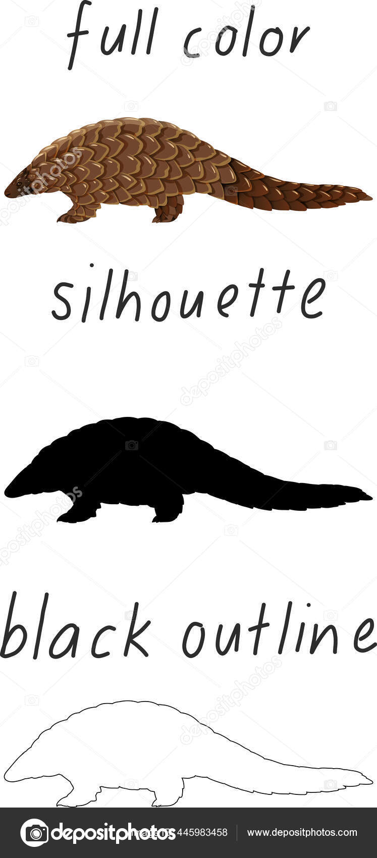 Conjunto Pangolín Color Silueta Contorno Negro Sobre Fondo Blanco ...