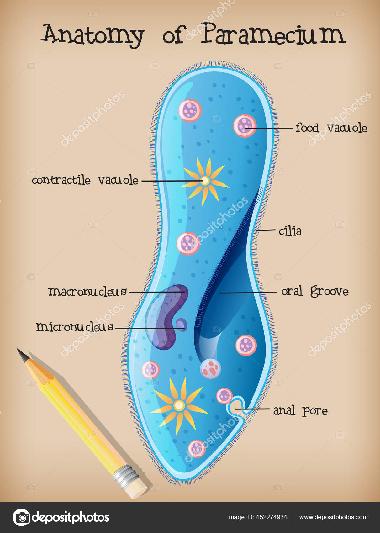Paramecium Caudatum Labeled