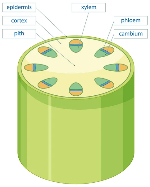 41 Vascular plants Stock Illustrations | Depositphotos