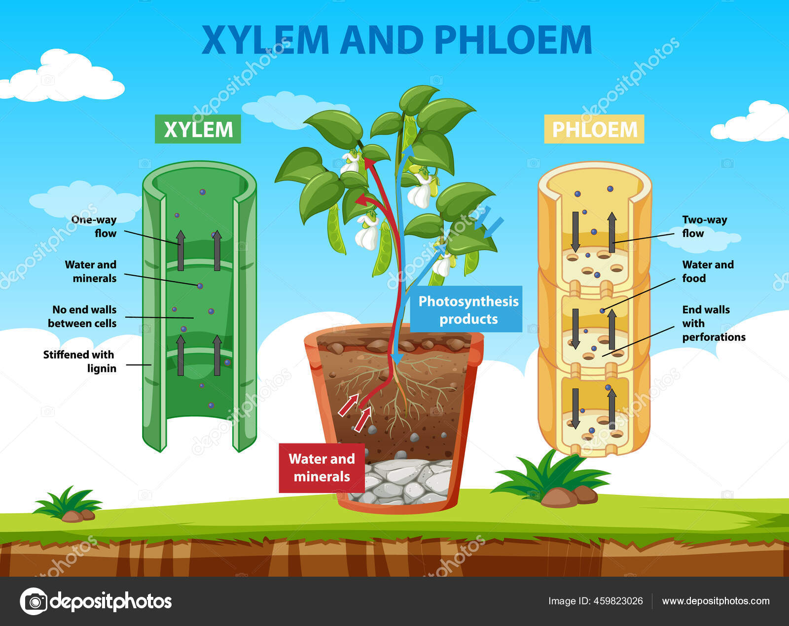 Diagrama De Floema Y Xilema Tejidos Vegetales. Conductores. Atlas De