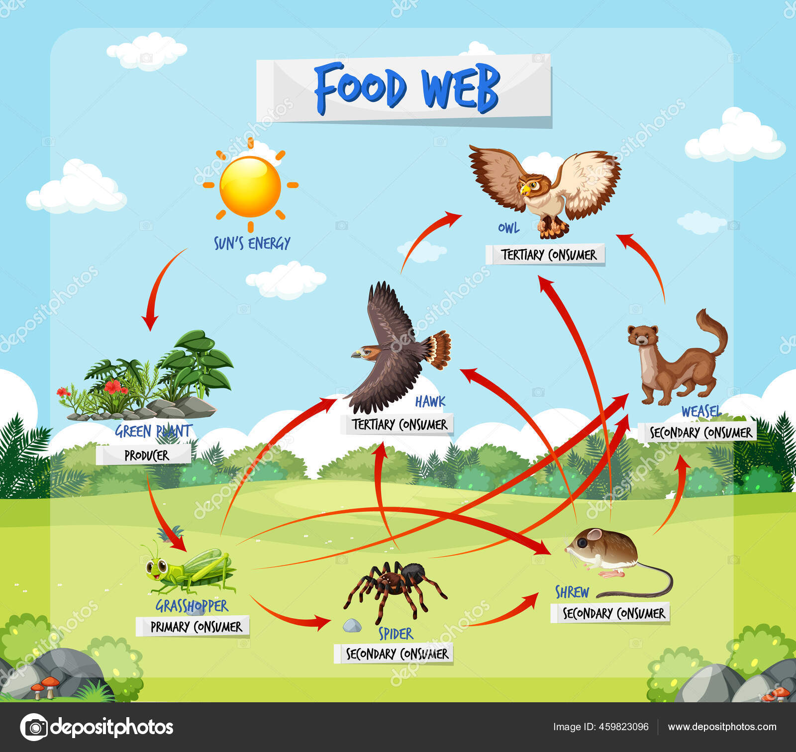 Estuary Food Web Diagram