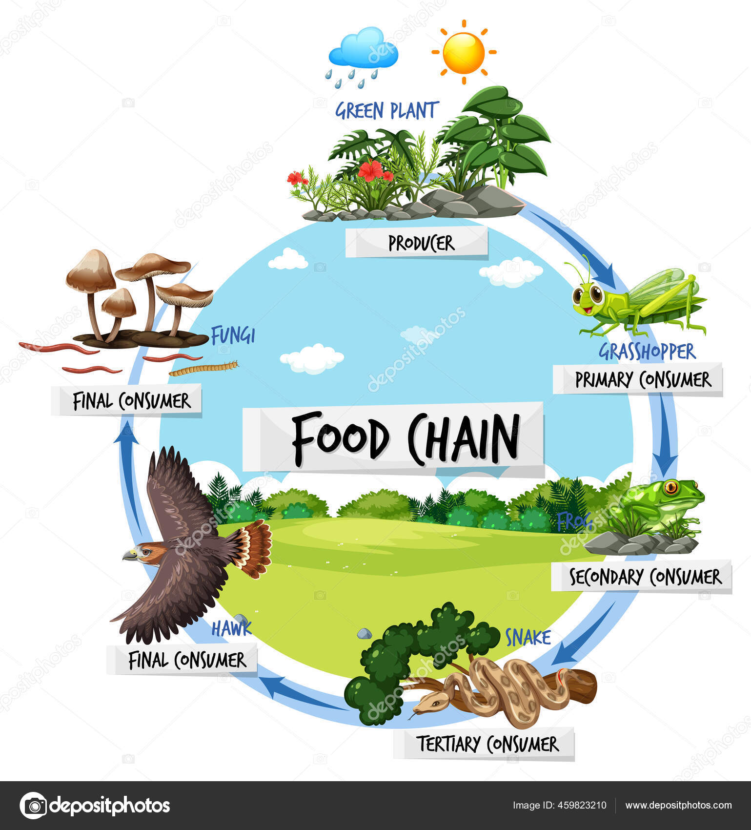 Consumers Food Chain Clipart