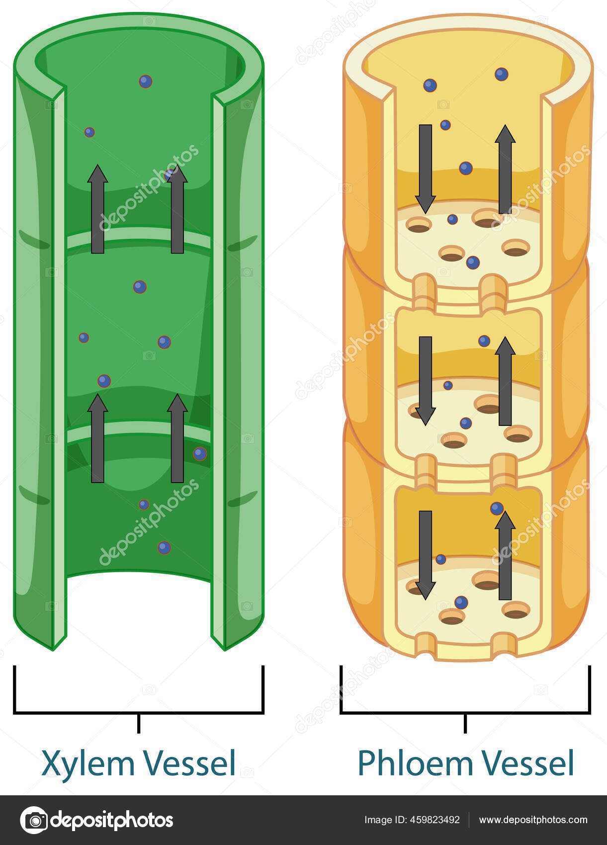 Vascular Tissue In Plants Diagram VASCULAR TISSUE SYSTEM IN PLANTS For