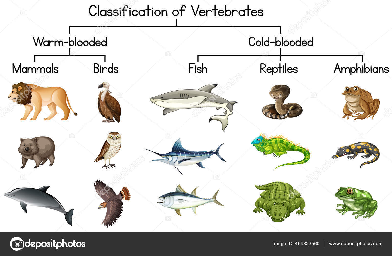 Diagram Showing Classification Vertebrates Illustration Stock Vector by ...