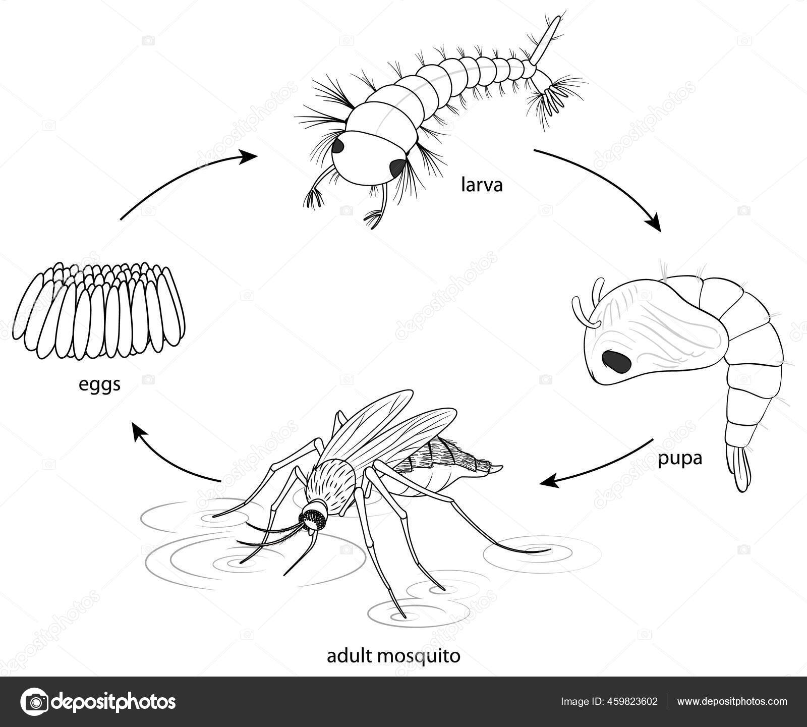Mosquito Life Cycle Clipart