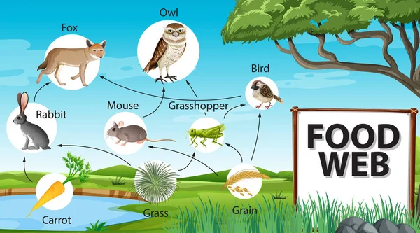 African Savanna Food Chain Diagram