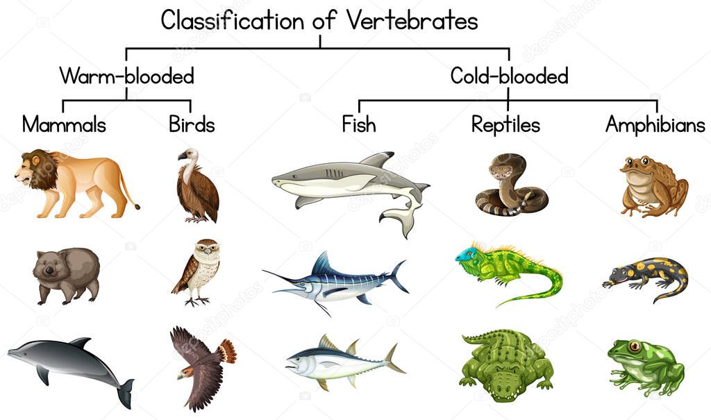 Diagrama Que Muestra Ilustración Clasificación Vertebrados Vector de ...