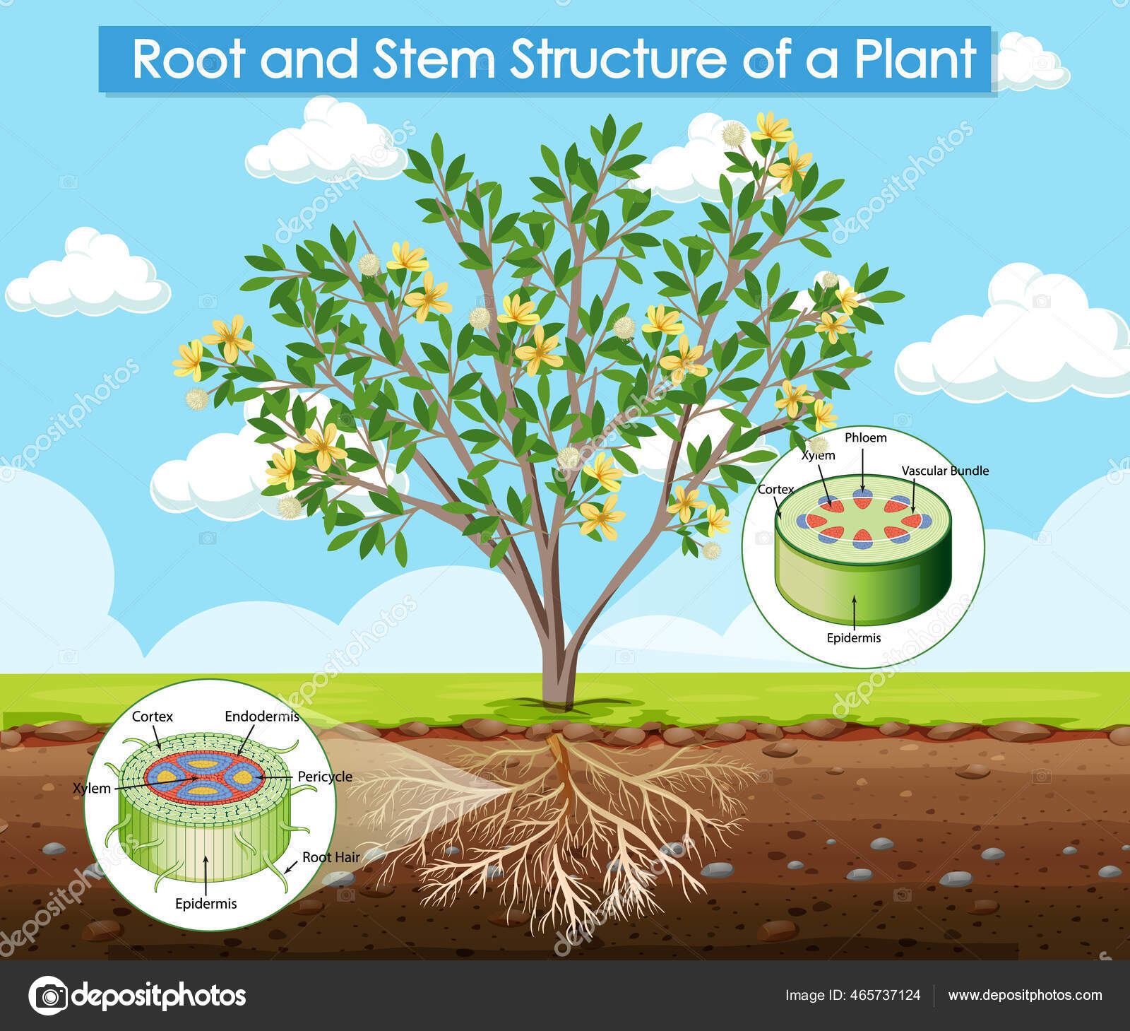 Diagram Showing Root Stem Structure Plant Illustration Stock Vector by ...