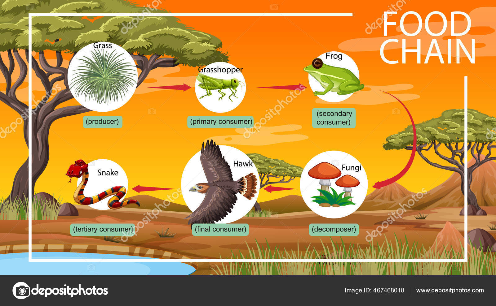 Diagrama De La Red Alimentaria Forestal