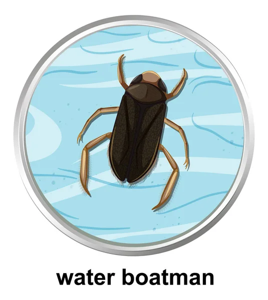 Water boatman Vector Art Stock Images | Depositphotos