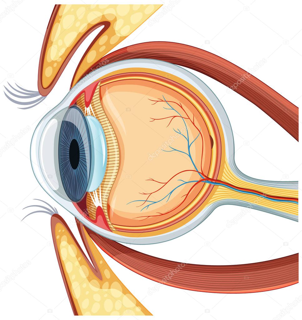 Anatoma Del Ojo Humano Archivo Imgenes Vectoriales