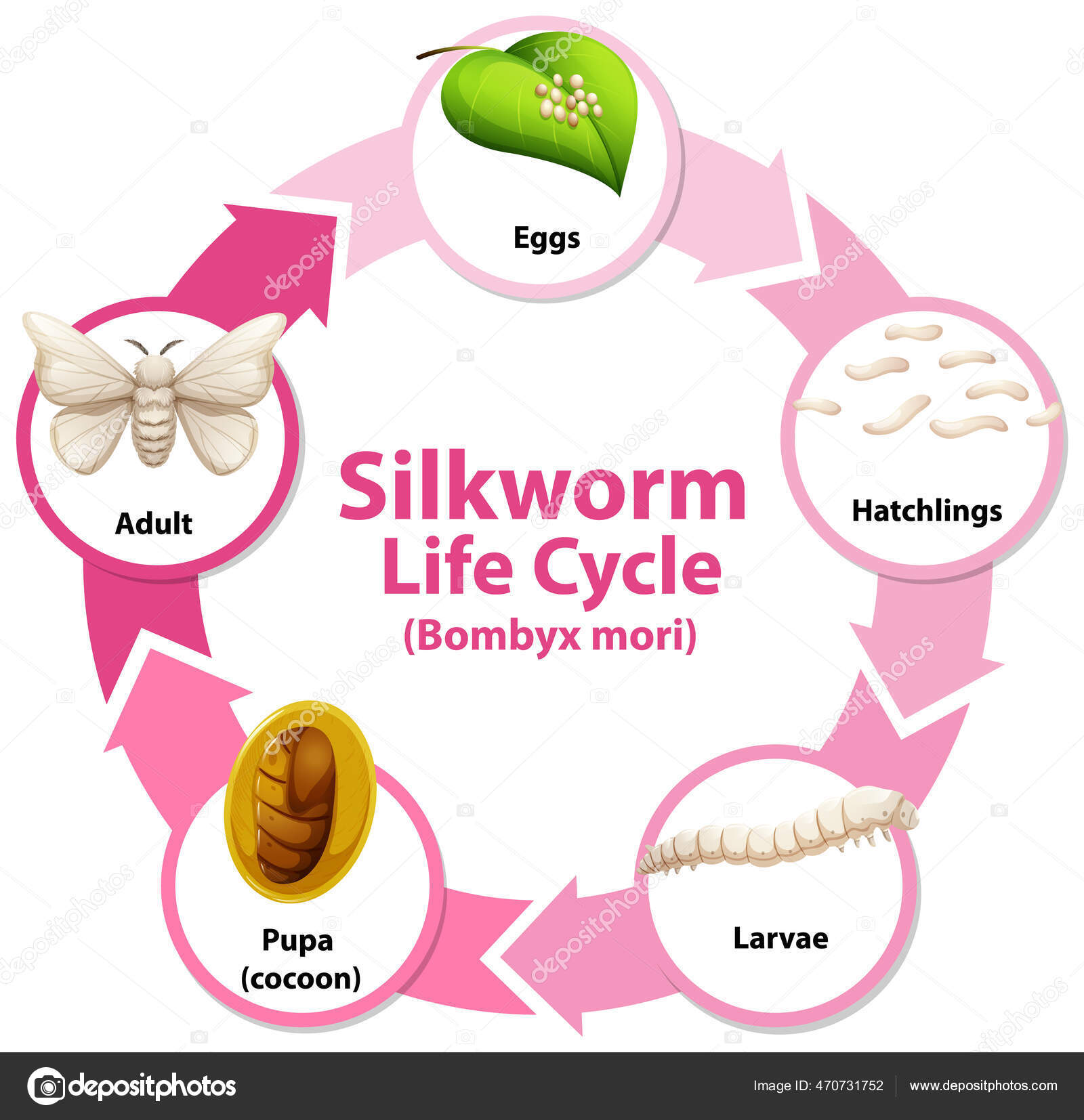 Silkworm Life Cycle Worksheet