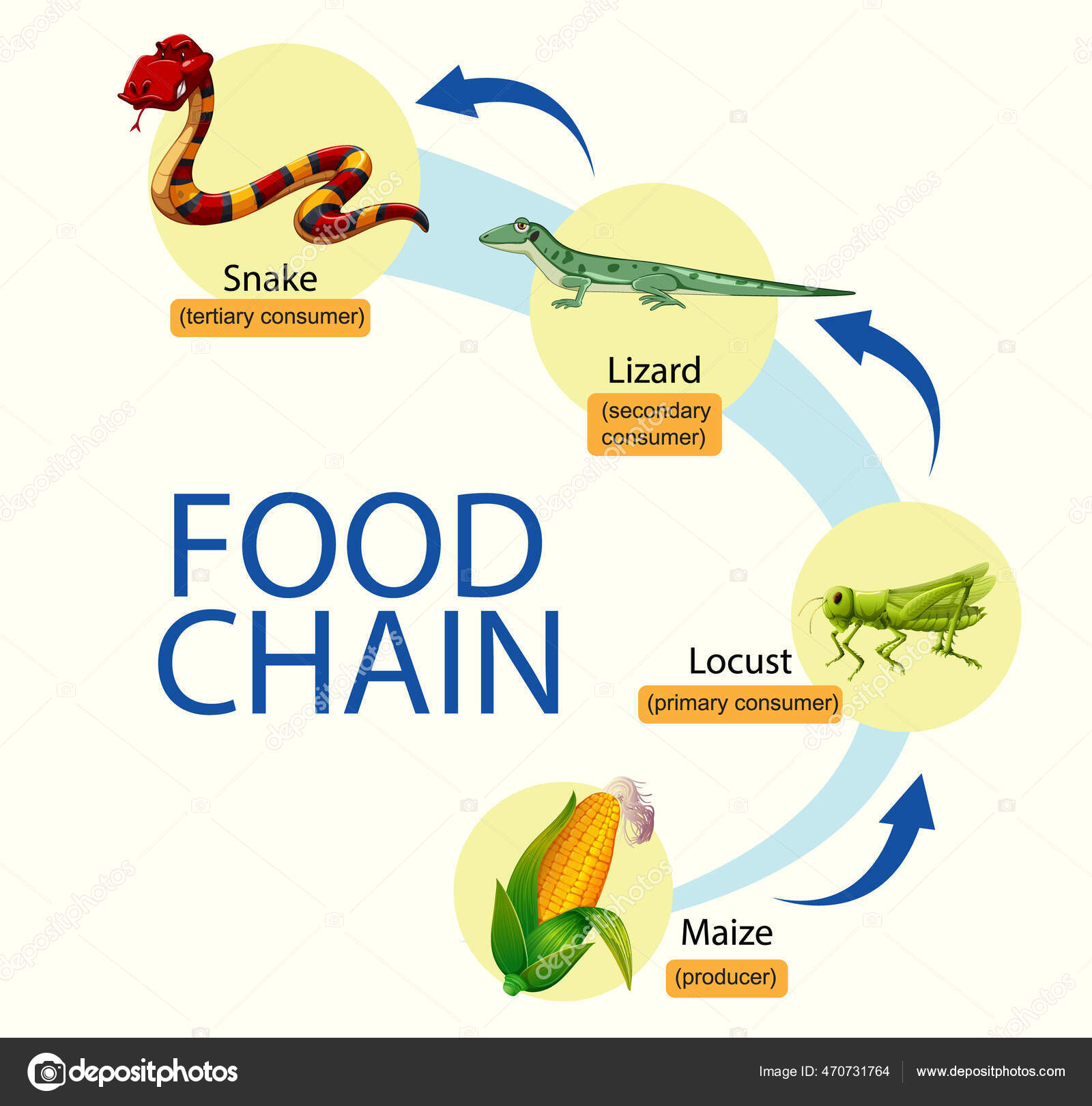 Stages Of Food Chain at Bailey Band blog