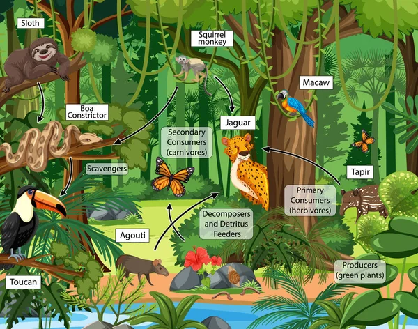 100,000 Ecology food web Vector Images | Depositphotos