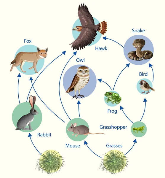 Desert Ecosystems Food Web