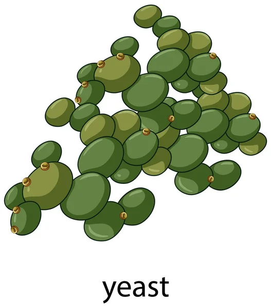 Yeast bacteria Stock Photos, Royalty Free Yeast bacteria Images ...