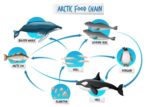 100,000 Food chain Vector Images | Depositphotos