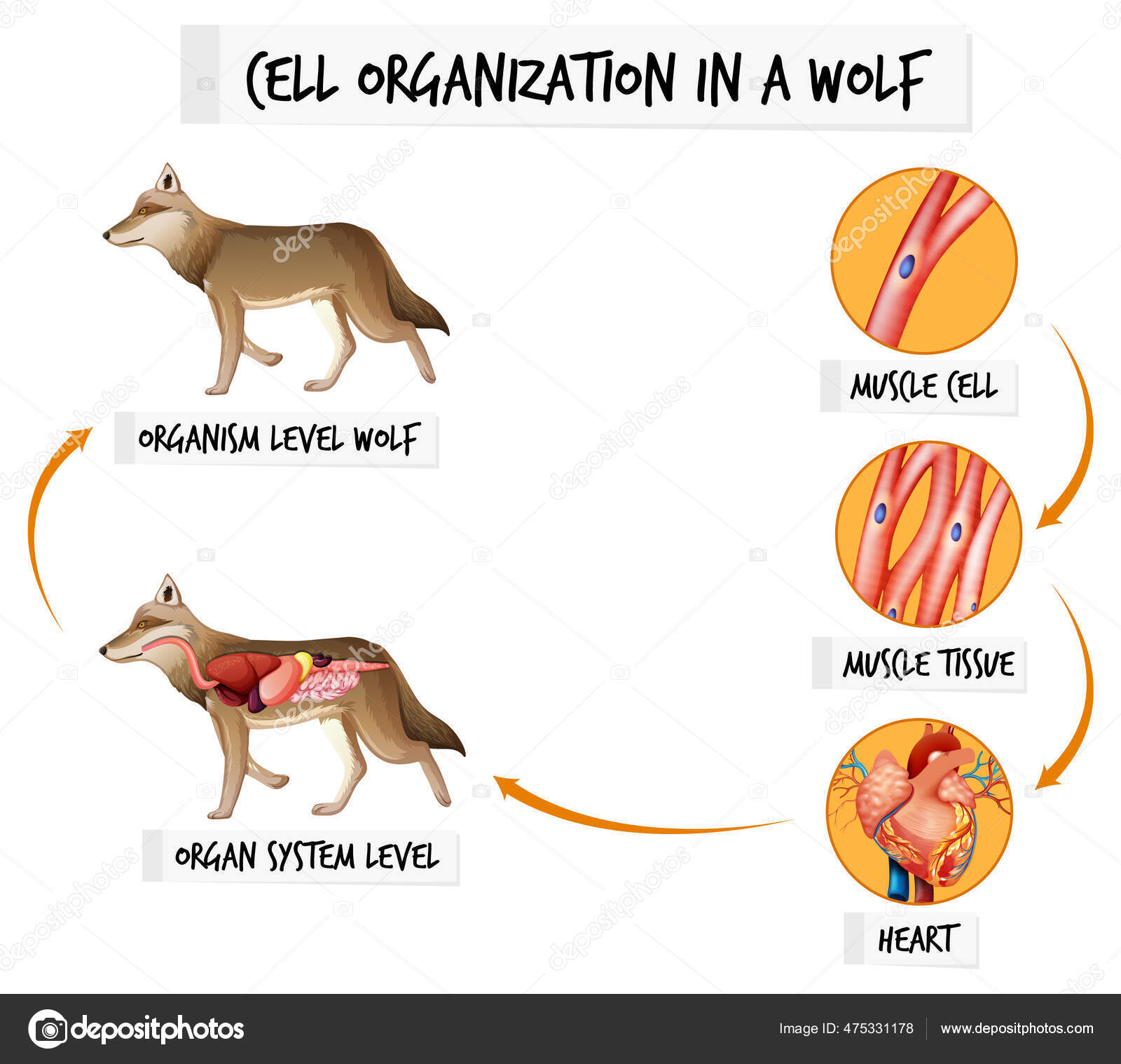 Diagrama Que Muestra Organización Celular Una Ilustración Lobo Vector ...