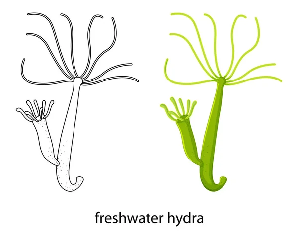 Hydra Cnidaria Diagram