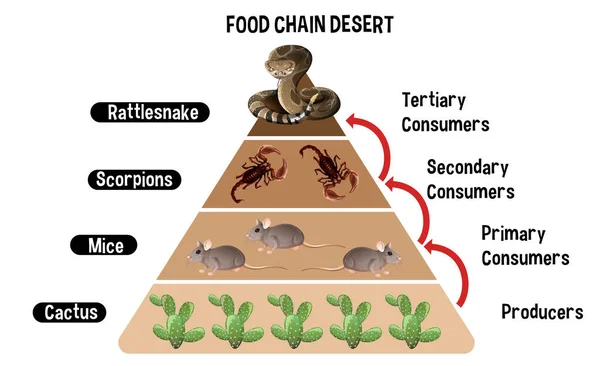 Animal Food Pyramid