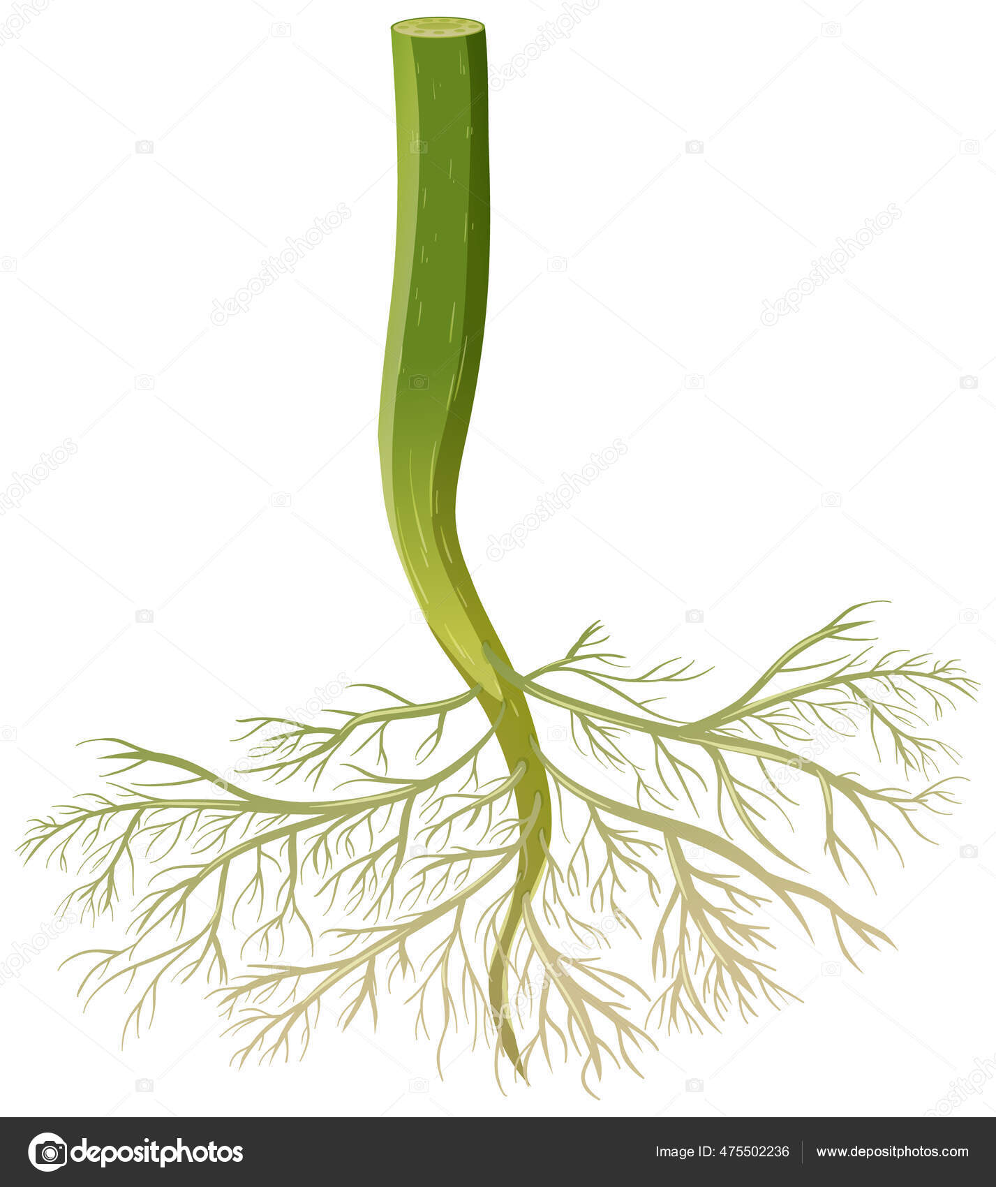 Raíz Planta Aislada Sobre Fondo Blanco Ilustración Vector de stock ...