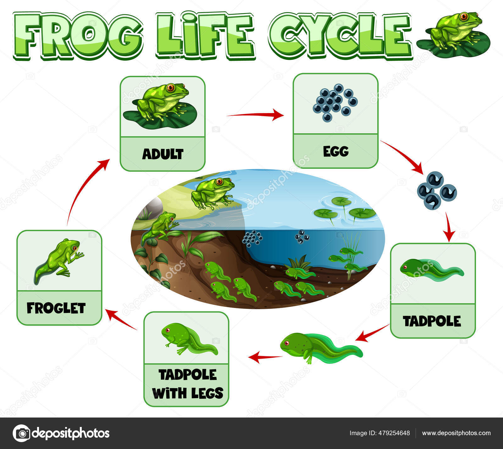 Diagram Showing Life Cycle Frog Illustration Stock Vector Image by ...