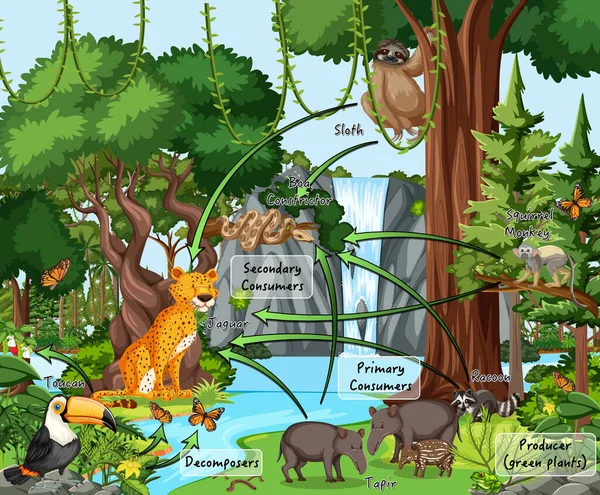Forest Food Webs